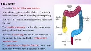 ANATOMY AND PHYSIOLOGY OF DIGESTIVE SYSTEM.pptx