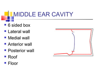 Anatomy and physiology of ear | PPT