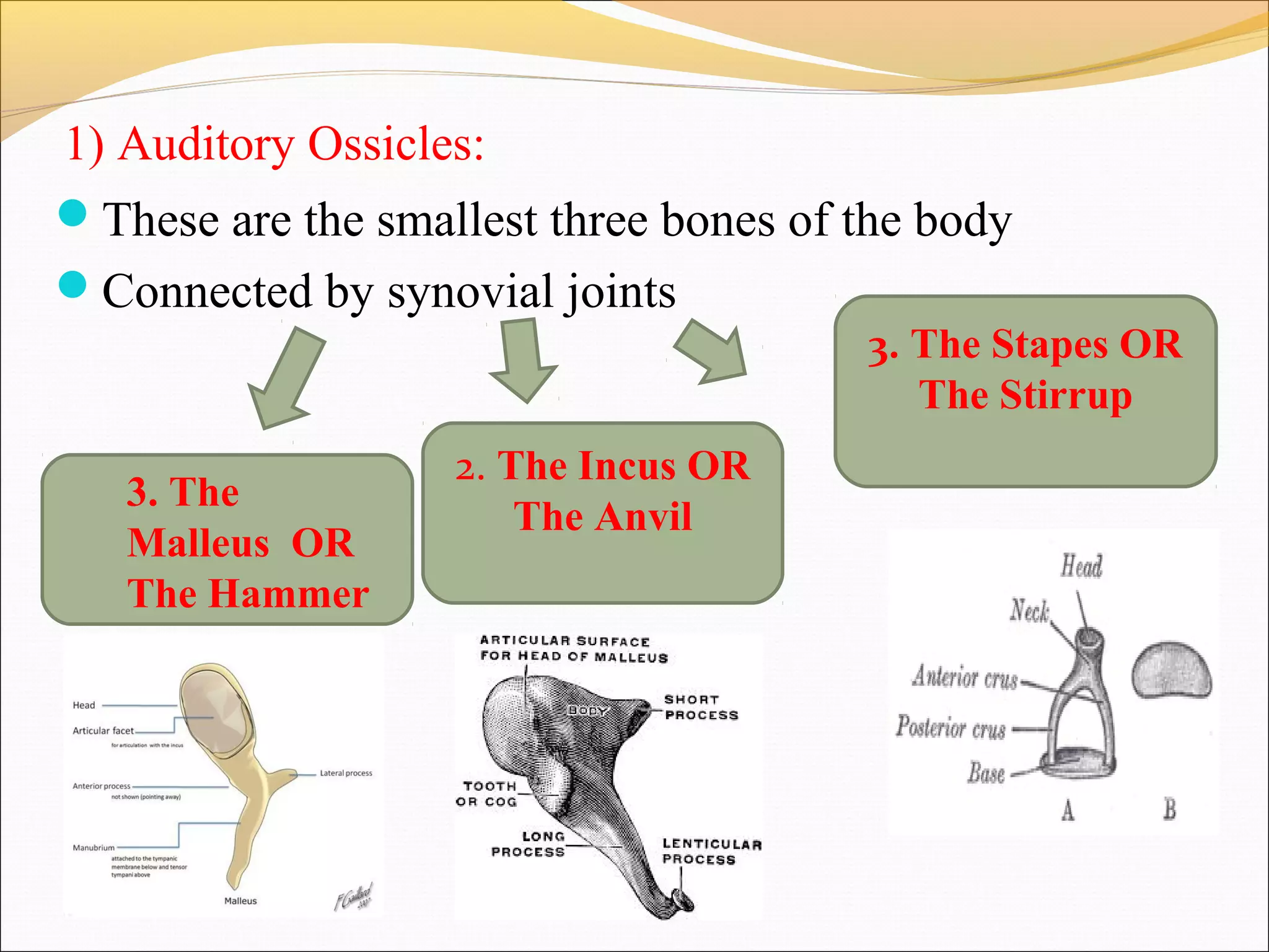 Anatomy and physiology of ear | PPT