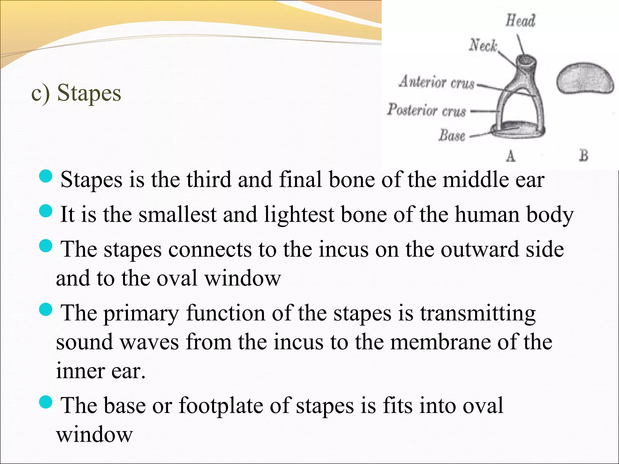 Anatomy and physiology of ear | PPT
