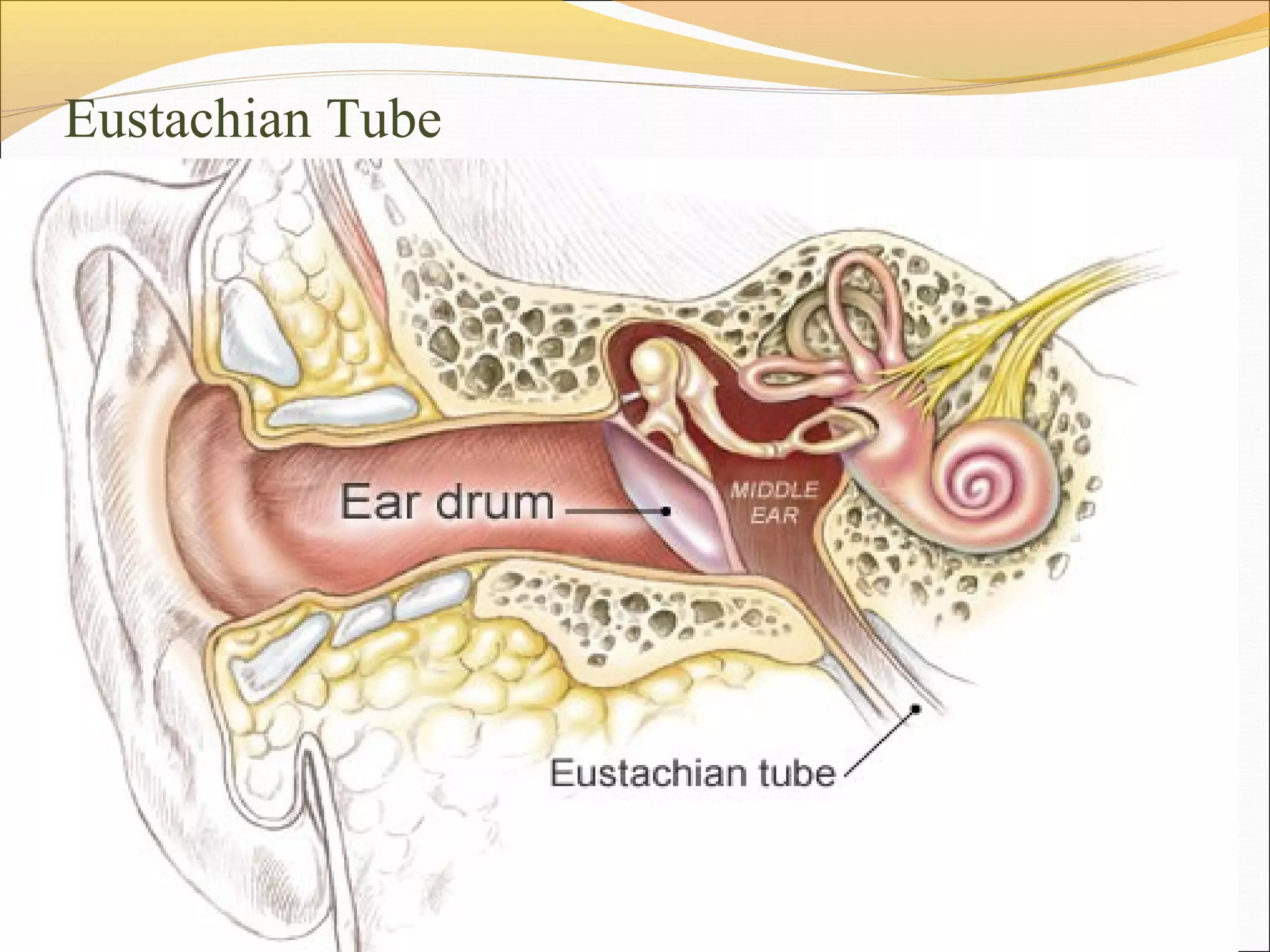 Anatomy and physiology of ear | PPT