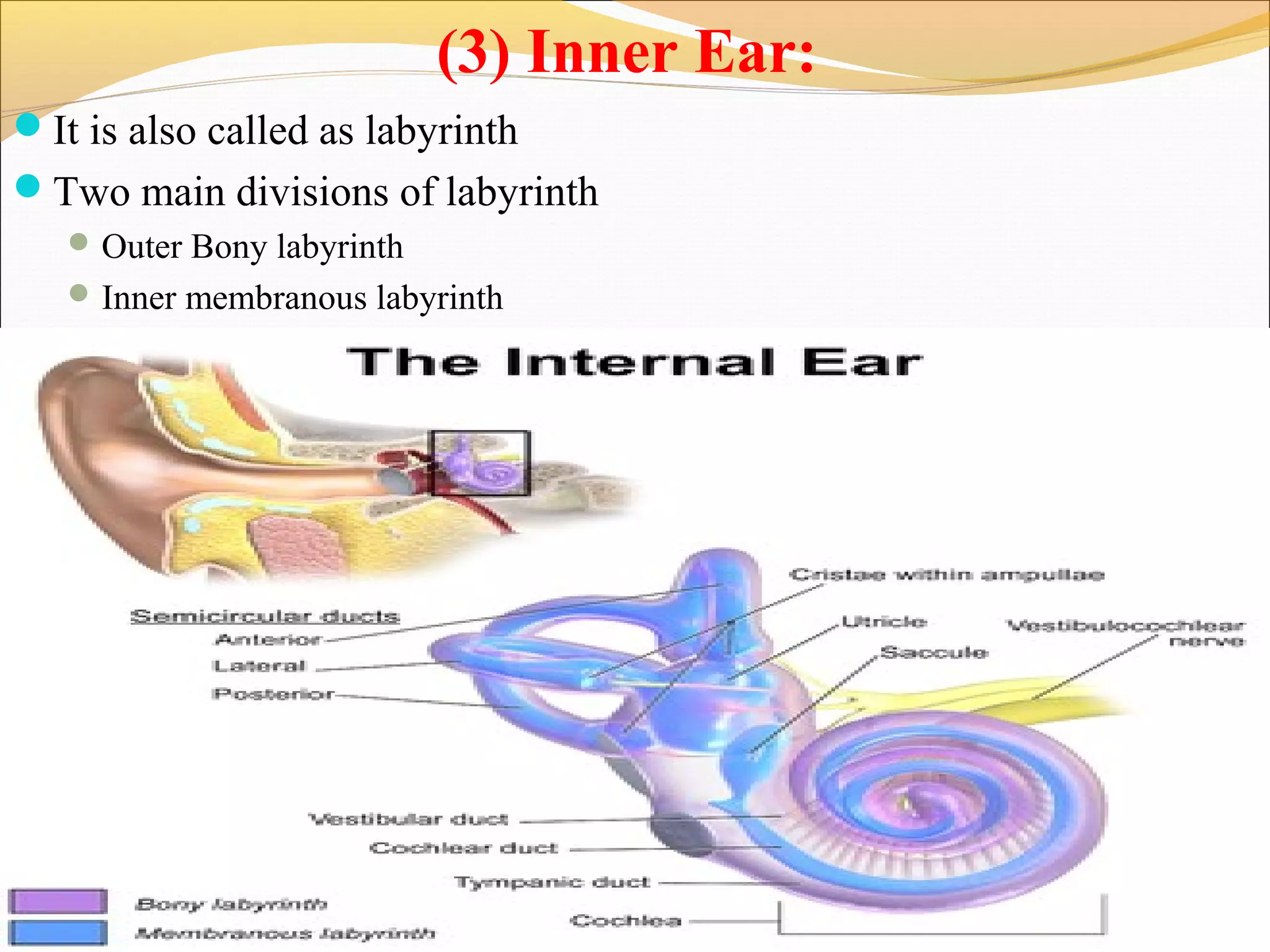 Anatomy and physiology of ear | PPT