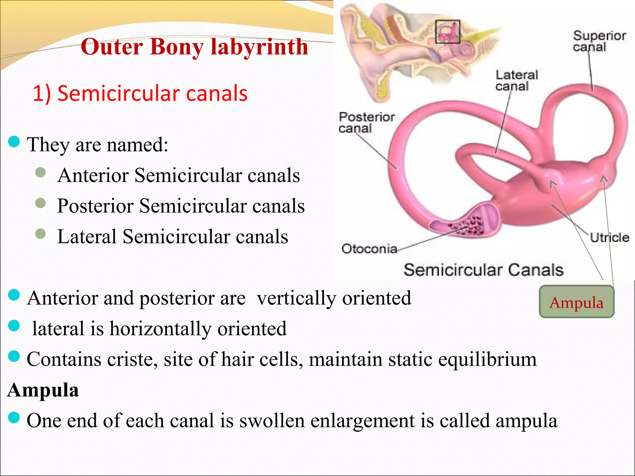 Anatomy and physiology of ear | PPT