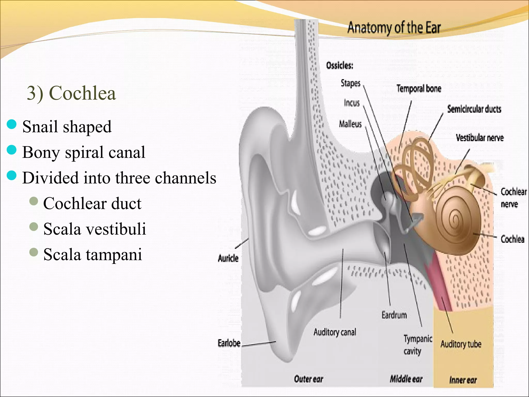 Anatomy and physiology of ear | PPT