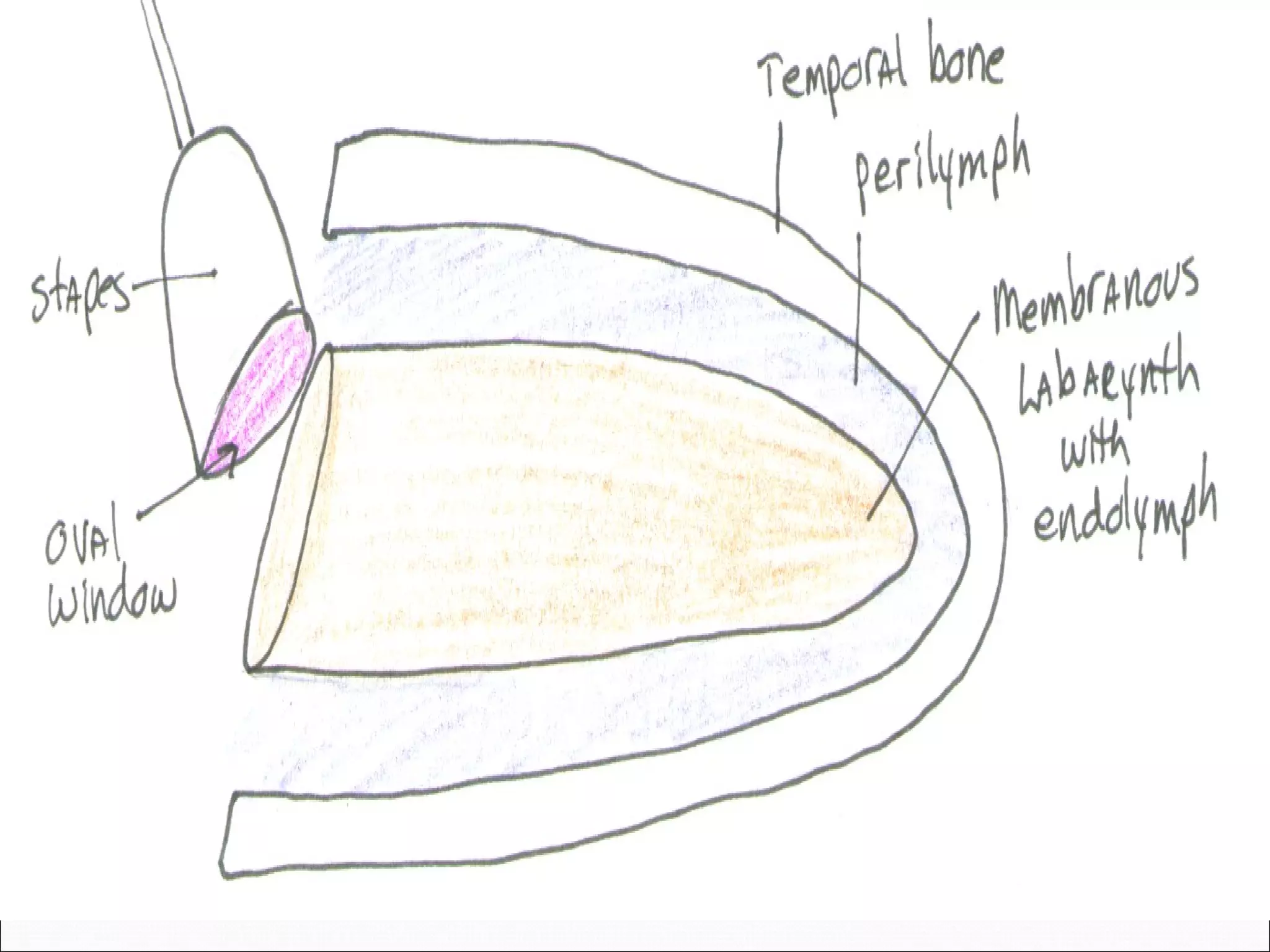 Anatomy and physiology of ear | PPT
