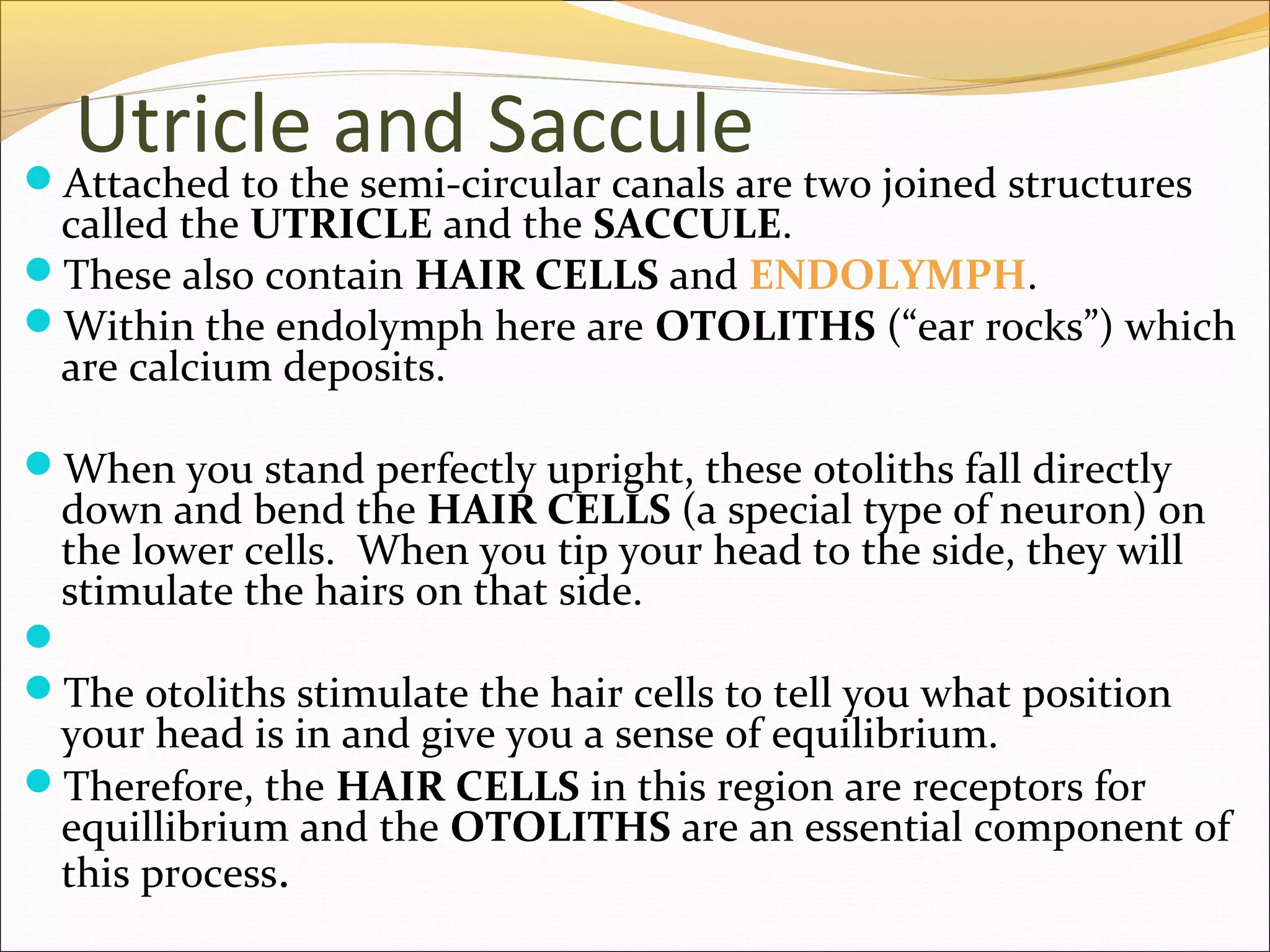 Anatomy and physiology of ear | PPT