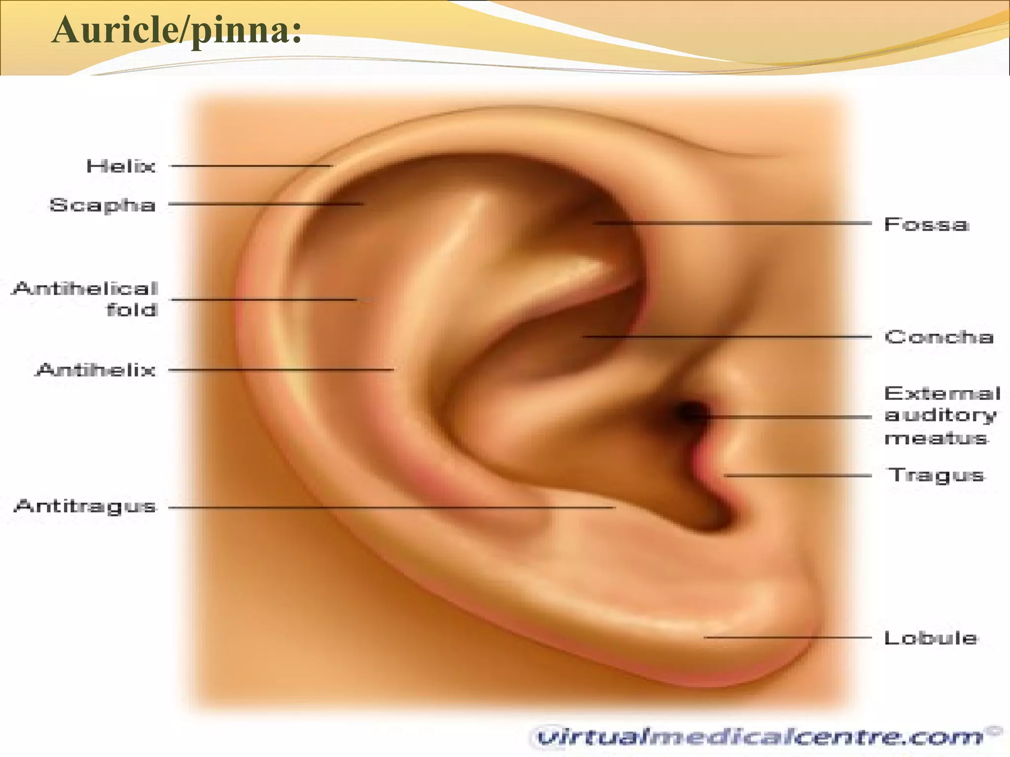 Anatomy and physiology of ear | PPT