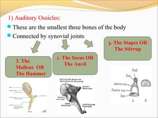 Anatomy and physiology of ear | PPT