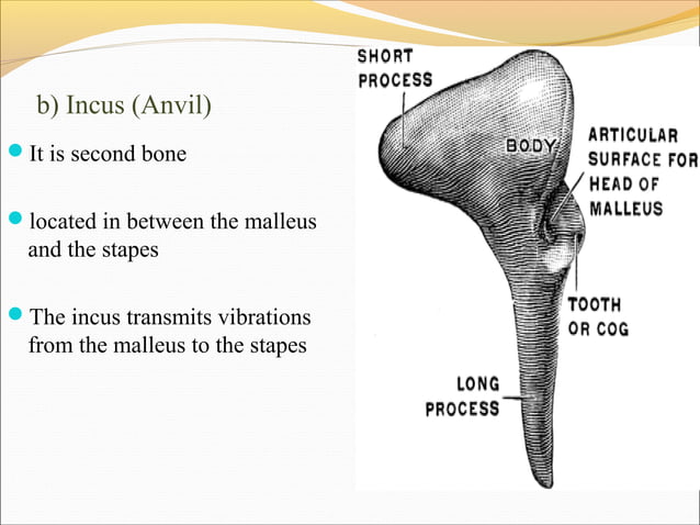 Anatomy and physiology of ear | PPT