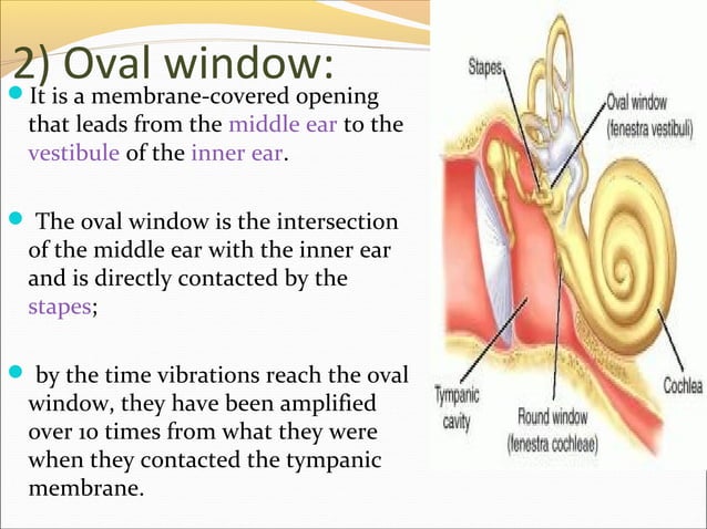 Anatomy and physiology of ear | PPT