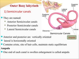 Anatomy and physiology of ear | PPT