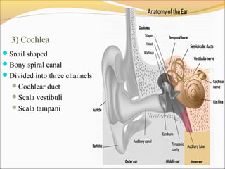 Anatomy and physiology of ear | PPT