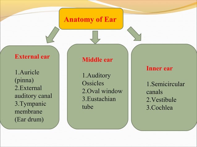 Anatomy and physiology of ear | PPT
