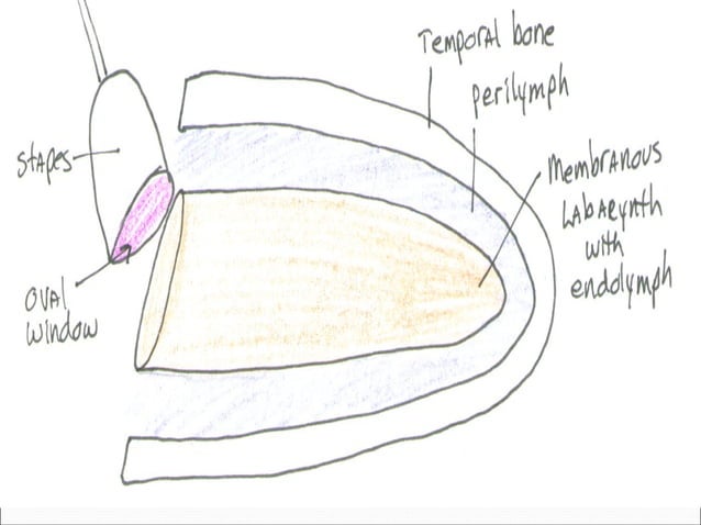 Anatomy and physiology of ear | PPT