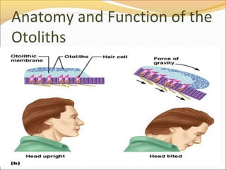 Anatomy and physiology of ear | PPT