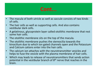 Anatomy and physiology of ear | PPT