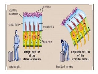 Anatomy and physiology of ear | PPT
