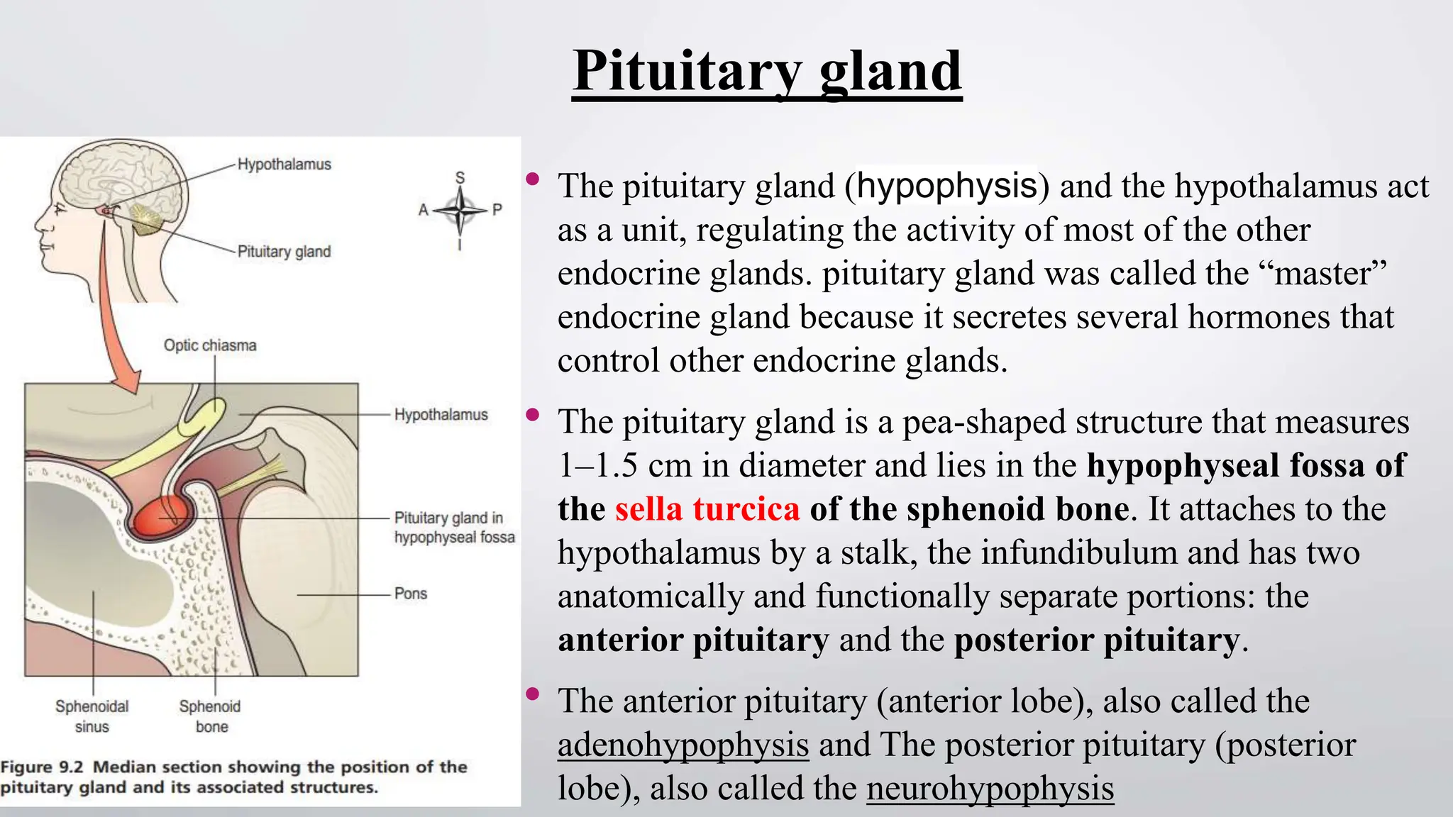ANATOMY AND PHYSIOLOGY OF ENDOCRINE SYSTEM.pptx