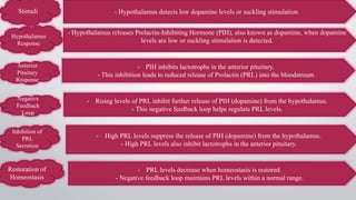 ANATOMY AND PHYSIOLOGY OF ENDOCRINE SYSTEM.pptx