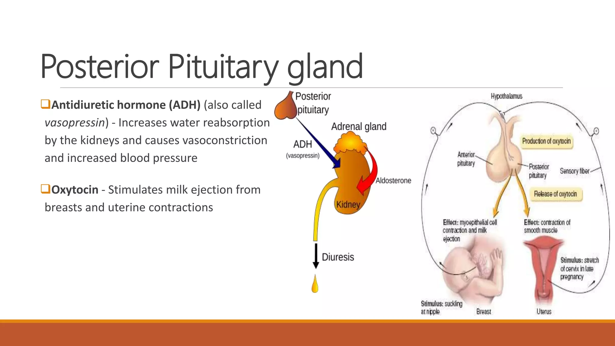 Anatomy and physiology of endocrine system by Simhachalam K L V | PPTX