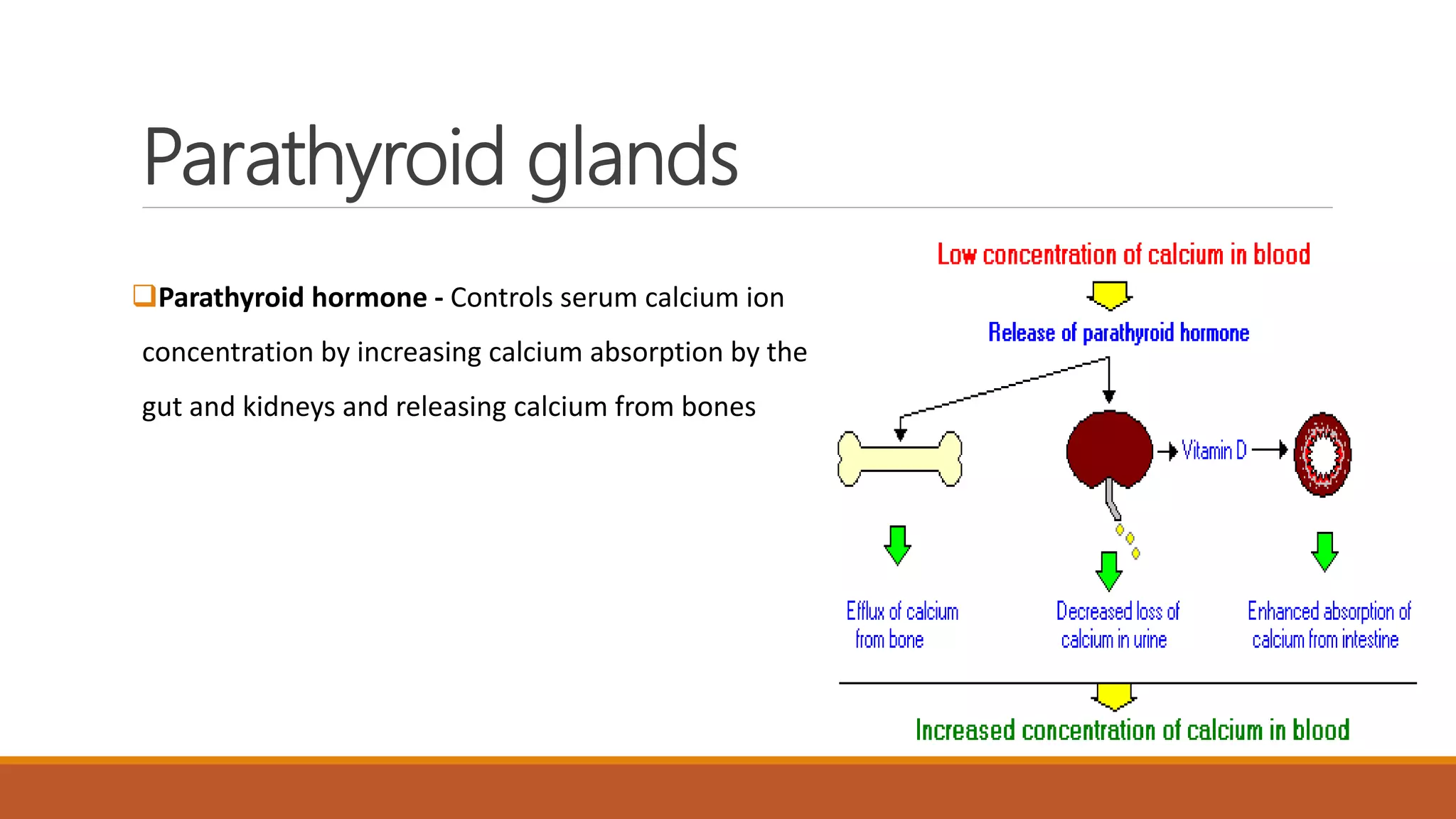 Anatomy and physiology of endocrine system by Simhachalam K L V | PPTX