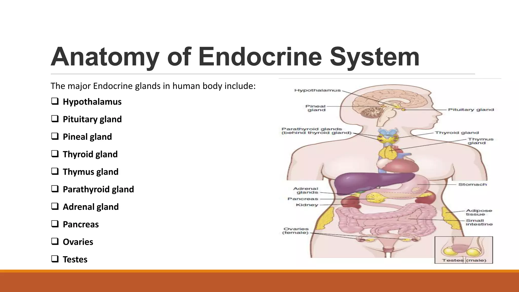 Anatomy and physiology of endocrine system by Simhachalam K L V | PPTX