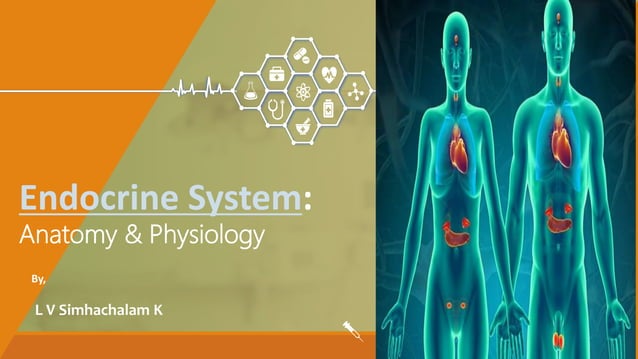 Anatomy and physiology of endocrine system by Simhachalam K L V | PPT