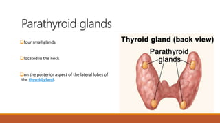 Anatomy and physiology of endocrine system by Simhachalam K L V | PPTX