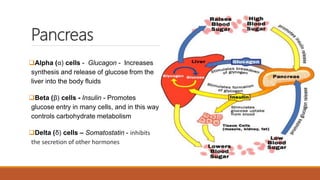 Anatomy and physiology of endocrine system by Simhachalam K L V | PPTX
