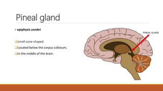 Anatomy and physiology of endocrine system by Simhachalam K L V | PPTX