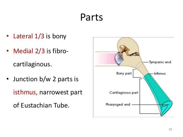 Anatomy And Physiology Of Eustachian Tube
