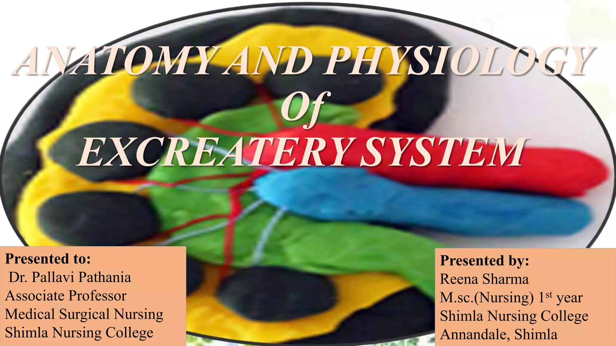 Anatomy and Physiology of Excertery system | PPTX