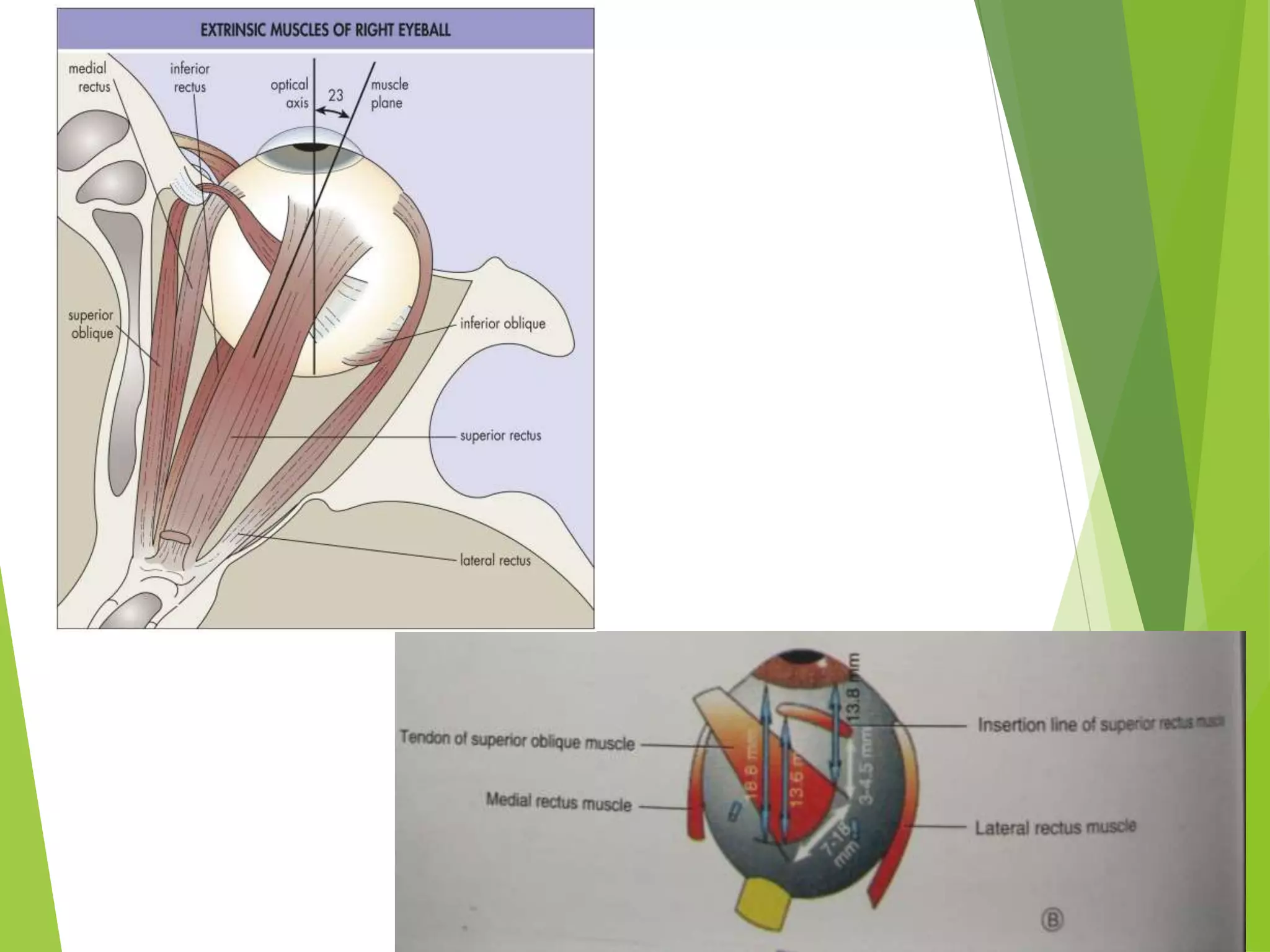 Anatomy and physiology of extraocular muscles | PPTX