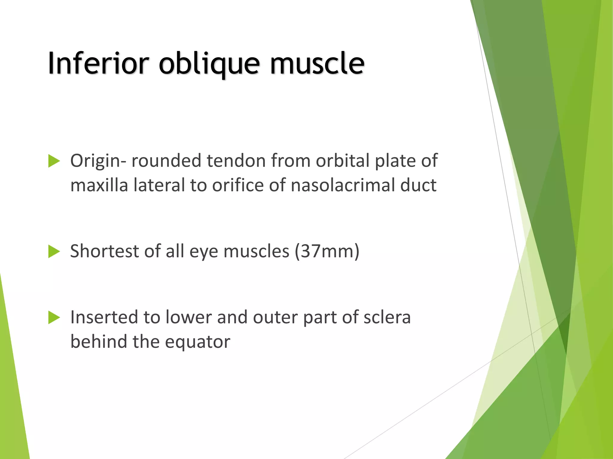 Anatomy and physiology of extraocular muscles | PPTX