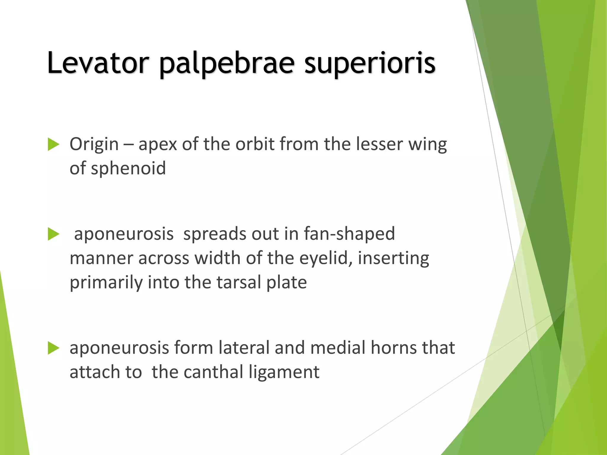Anatomy and physiology of extraocular muscles | PPTX