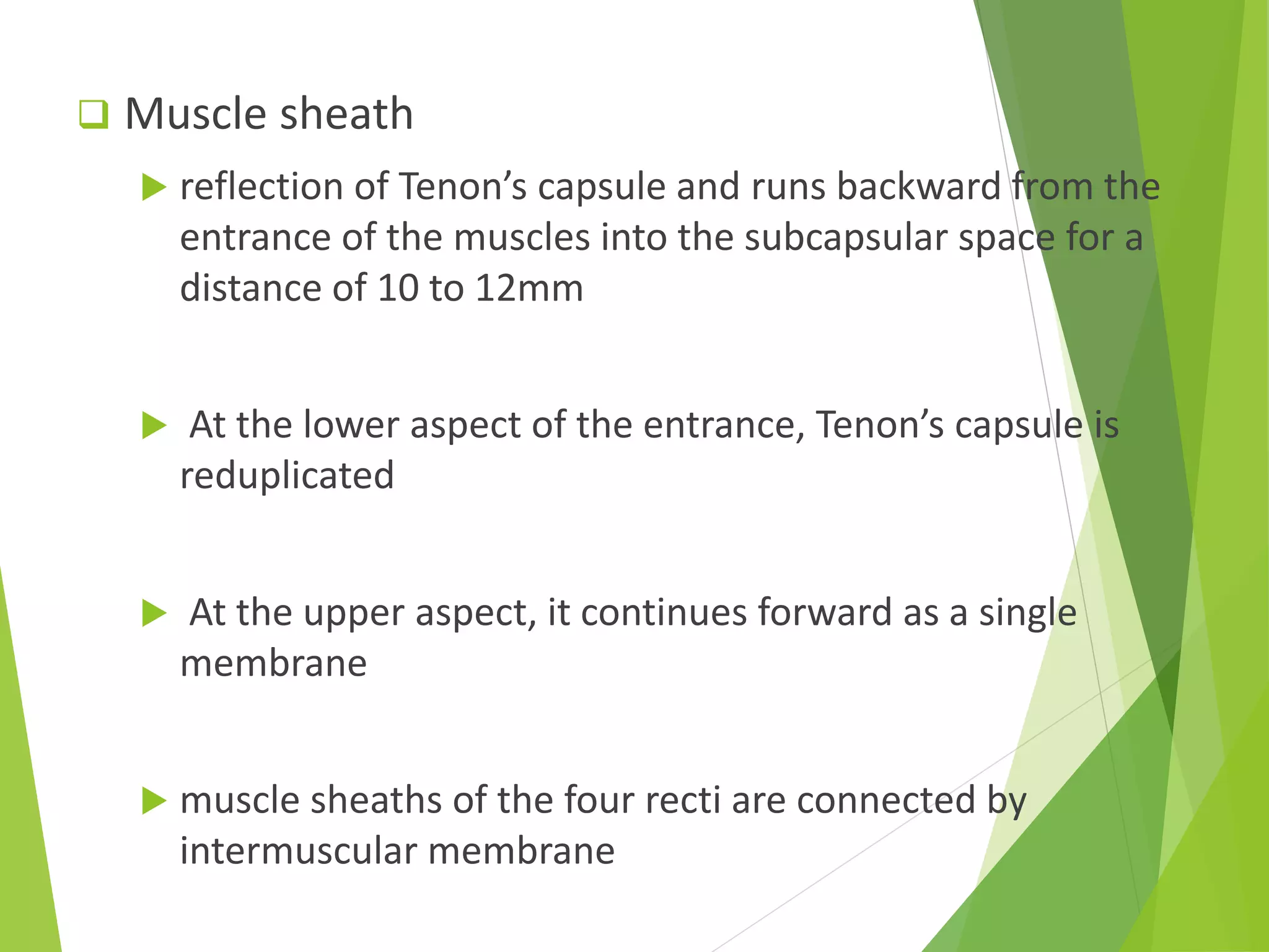 Anatomy and physiology of extraocular muscles | PPTX