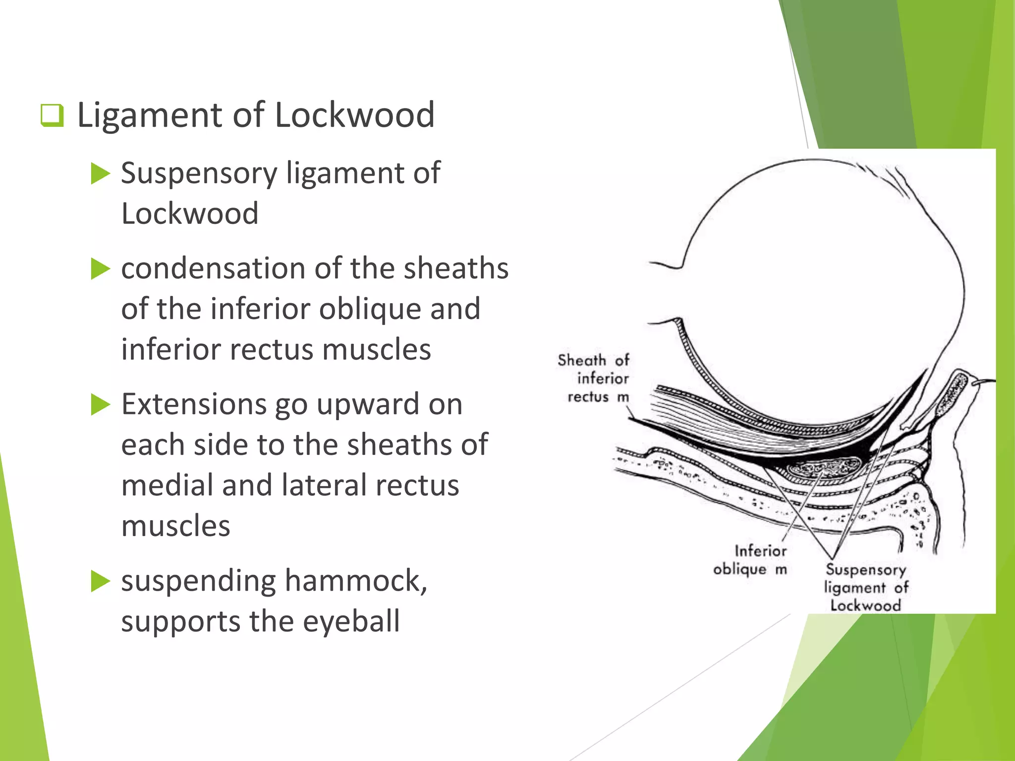Anatomy and physiology of extraocular muscles | PPTX