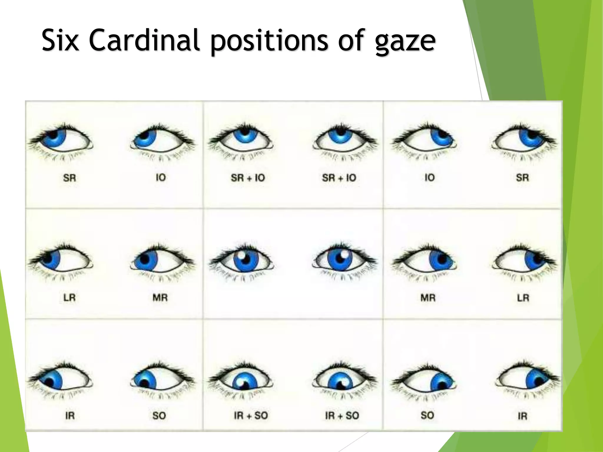 Anatomy and physiology of extraocular muscles | PPTX