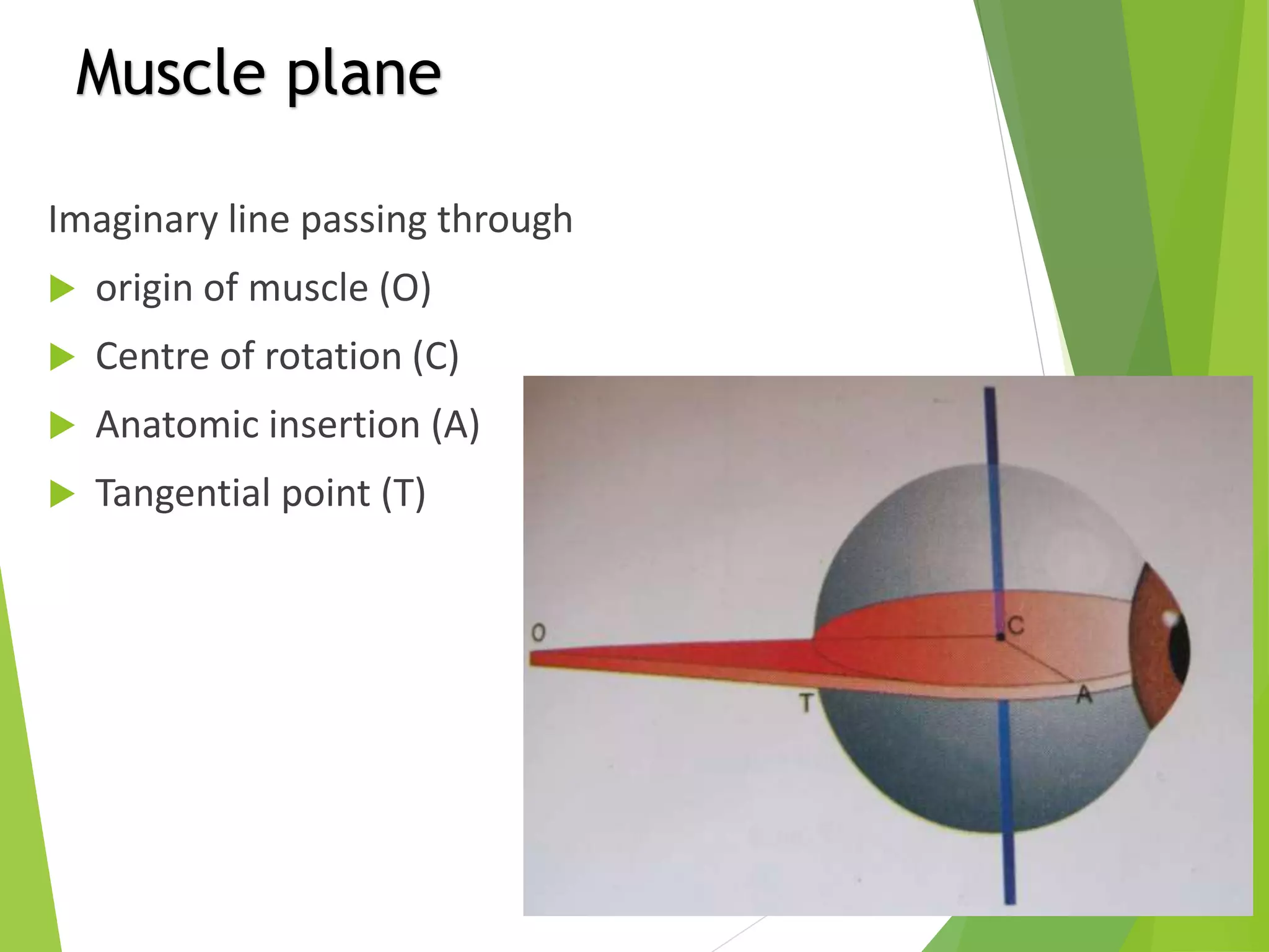 Anatomy and physiology of extraocular muscles | PPTX