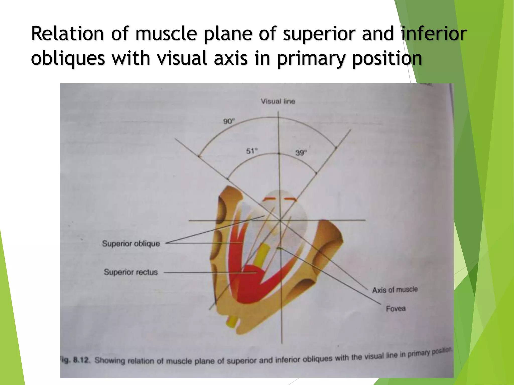 Anatomy and physiology of extraocular muscles | PPTX