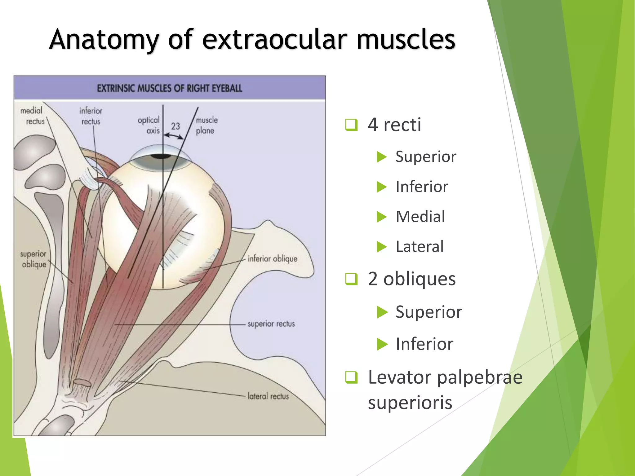 Anatomy and physiology of extraocular muscles | PPTX