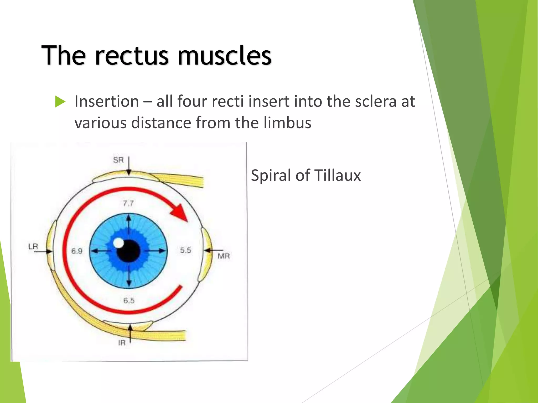 Anatomy and physiology of extraocular muscles | PPTX