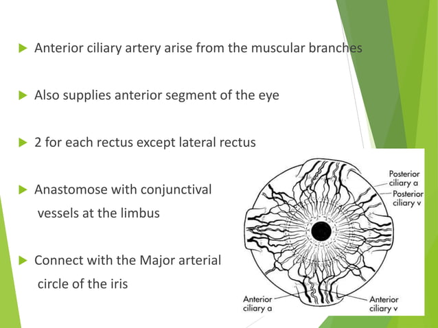 Anatomy and physiology of extraocular muscles | PPTX