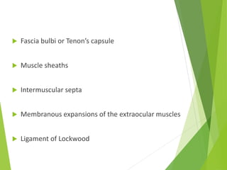 Anatomy and physiology of extraocular muscles | PPTX