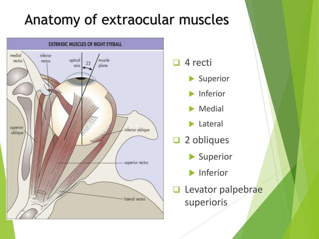 Anatomy and physiology of extraocular muscles | PPTX