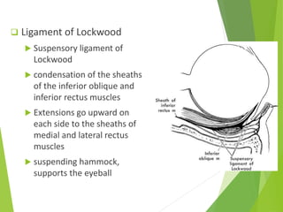 Suspensory Ligament Of Lockwood