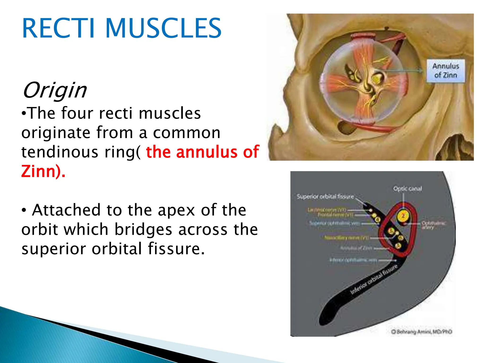ANATOMY AND PHYSIOLOGY OF EXTRAOCULAR MUSCLES.pptx