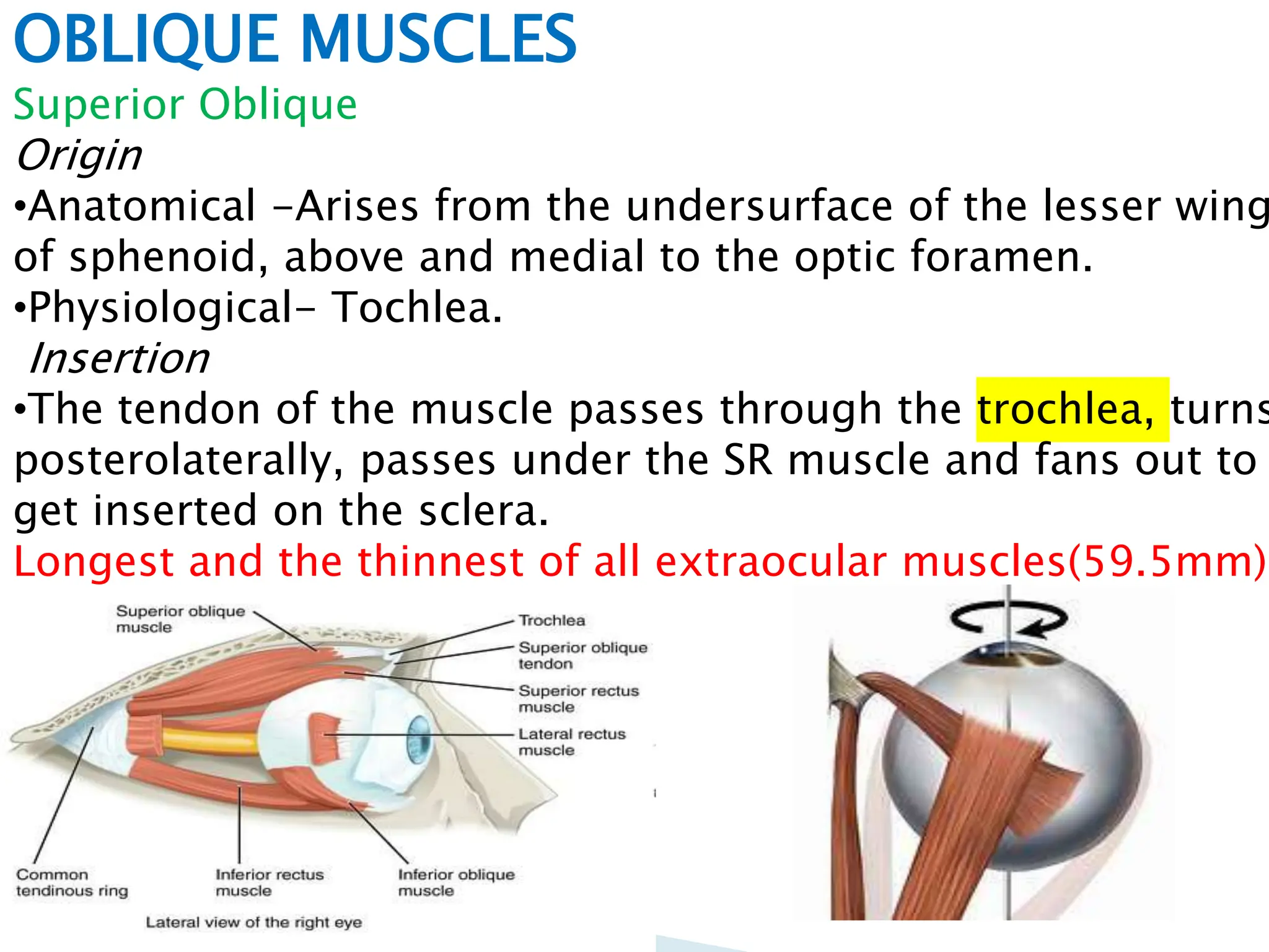 ANATOMY AND PHYSIOLOGY OF EXTRAOCULAR MUSCLES.pptx