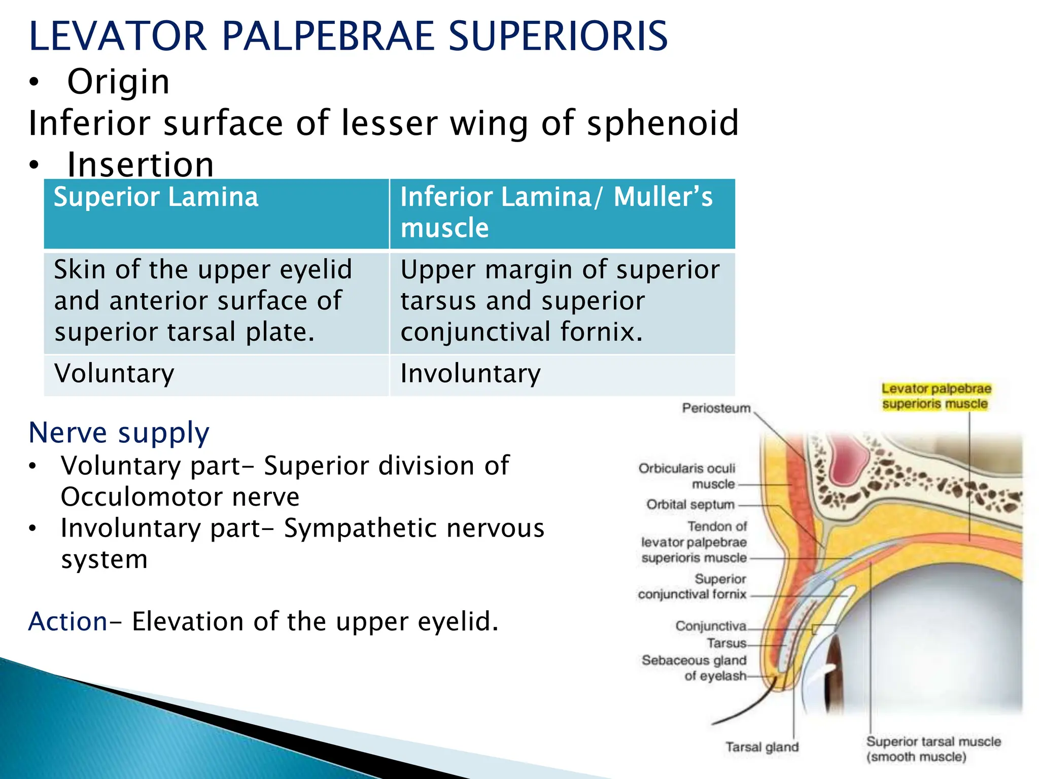 ANATOMY AND PHYSIOLOGY OF EXTRAOCULAR MUSCLES.pptx