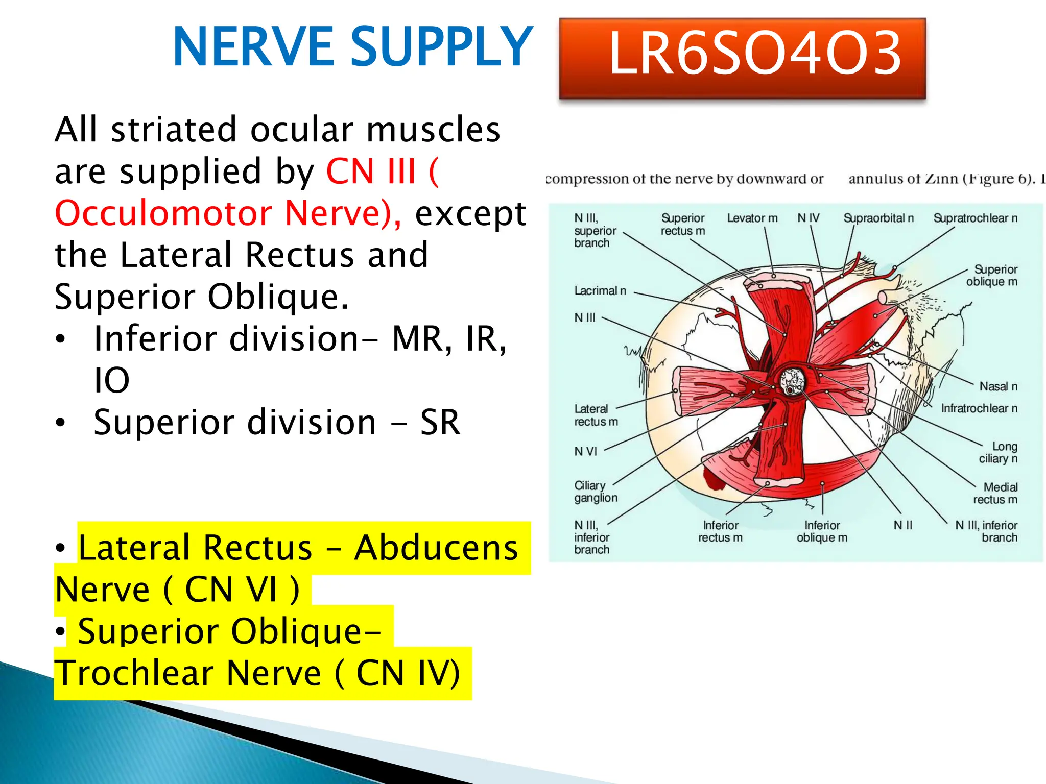 ANATOMY AND PHYSIOLOGY OF EXTRAOCULAR MUSCLES.pptx